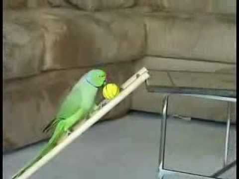 Parrot Plays Golf - YouTube