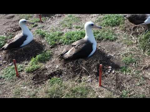 Caren's Video of Wieteke and Greg's Albatross Repro Plots Midway Atoll