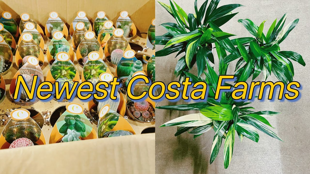 Newest Costa Farms Releases for 2025!! Only at Walmart! - YouTube