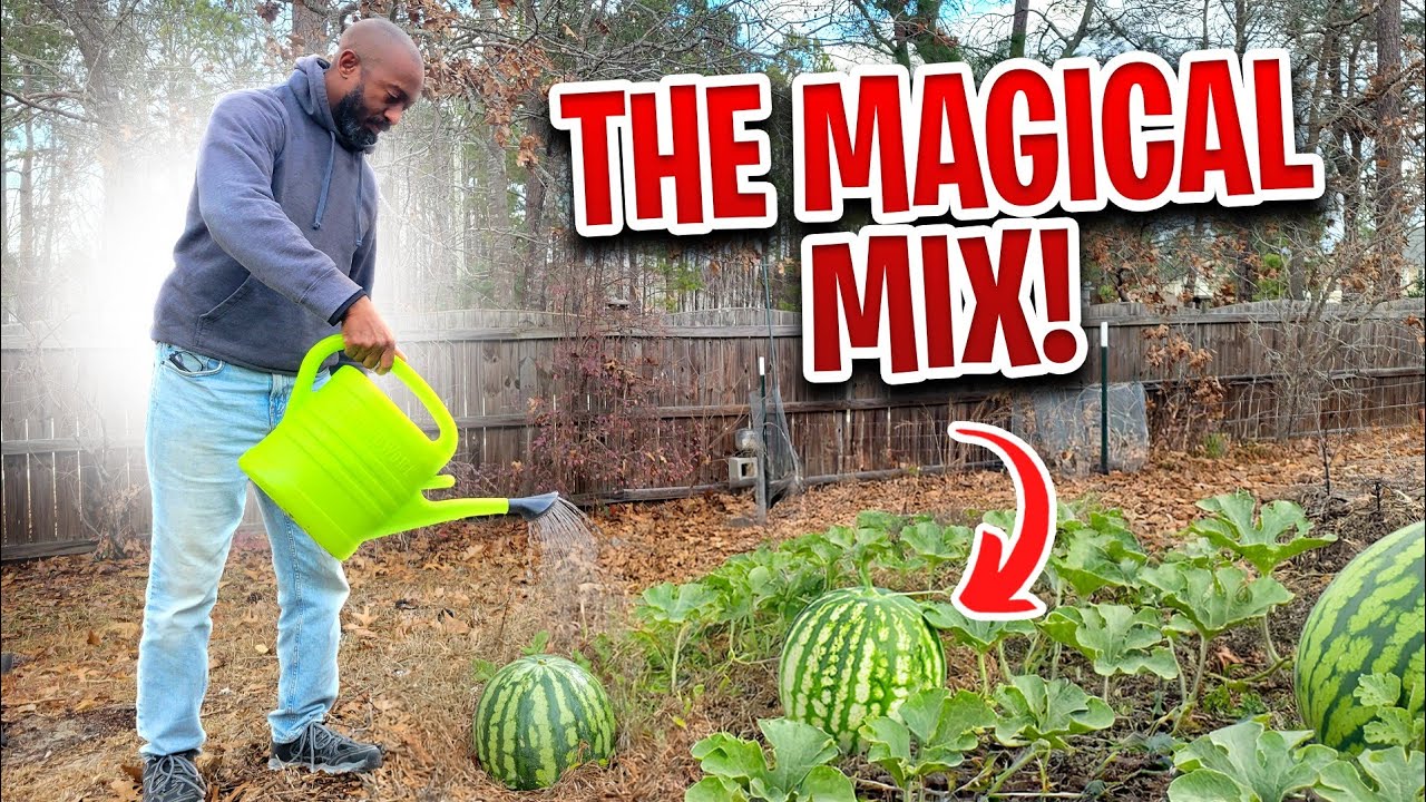 Fertilizing Your Watermelon Patch For A Bountiful Harvest! #watermelon #growing watermelons ...
