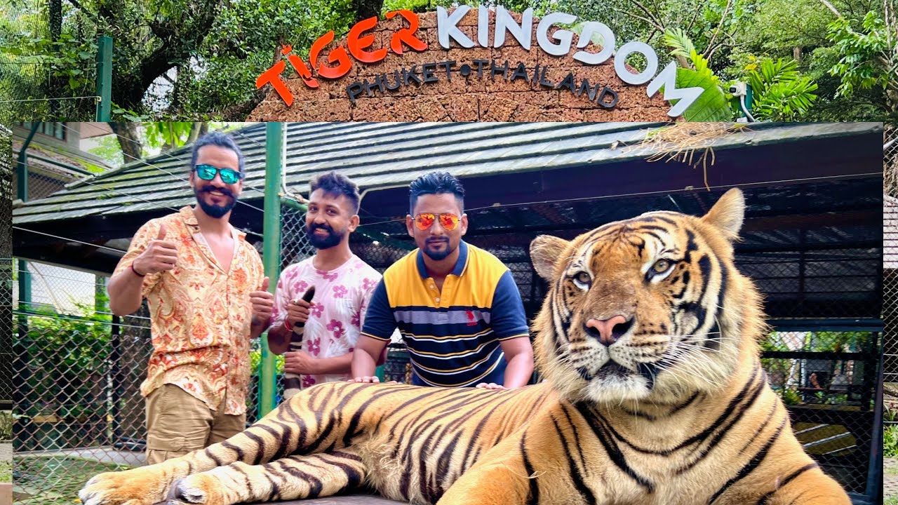 Tiger Kingdom Phuket | Meeting with Real Tigers | Thailand - YouTube