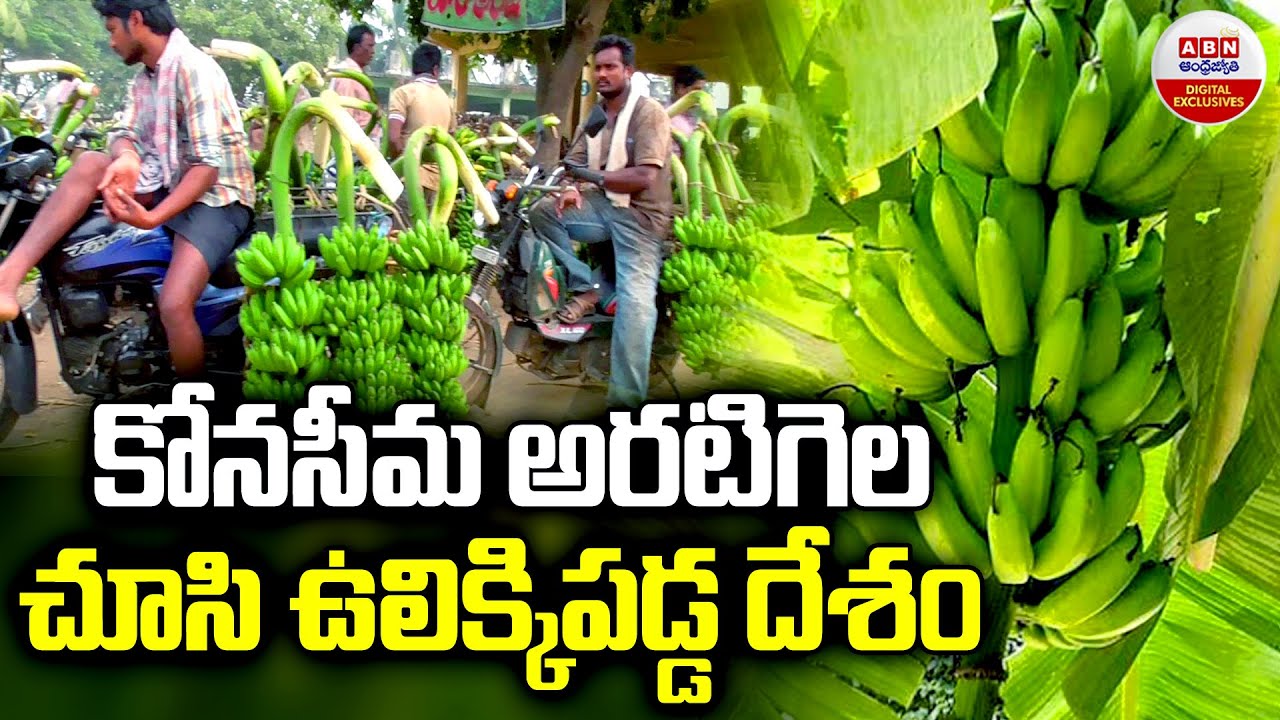 ARATI GELALU : కోనసీమ అరటి గెల చూసి ఉలిక్కి పడ్డ దేశం | 3000 Bananas ...