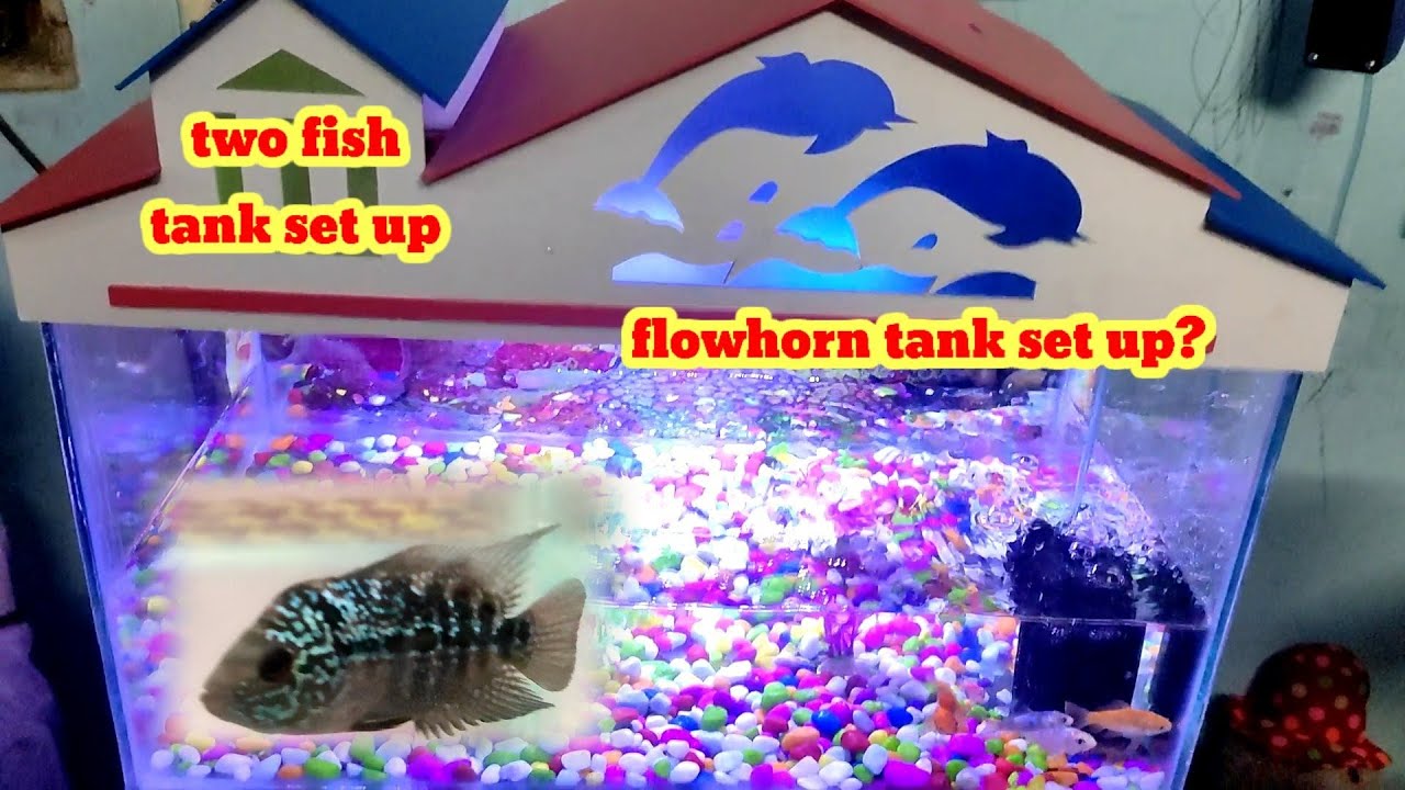 flowhorn tank set up & 2feet tank set up ||எந்த மீன் தொட்டி நல்லா ...