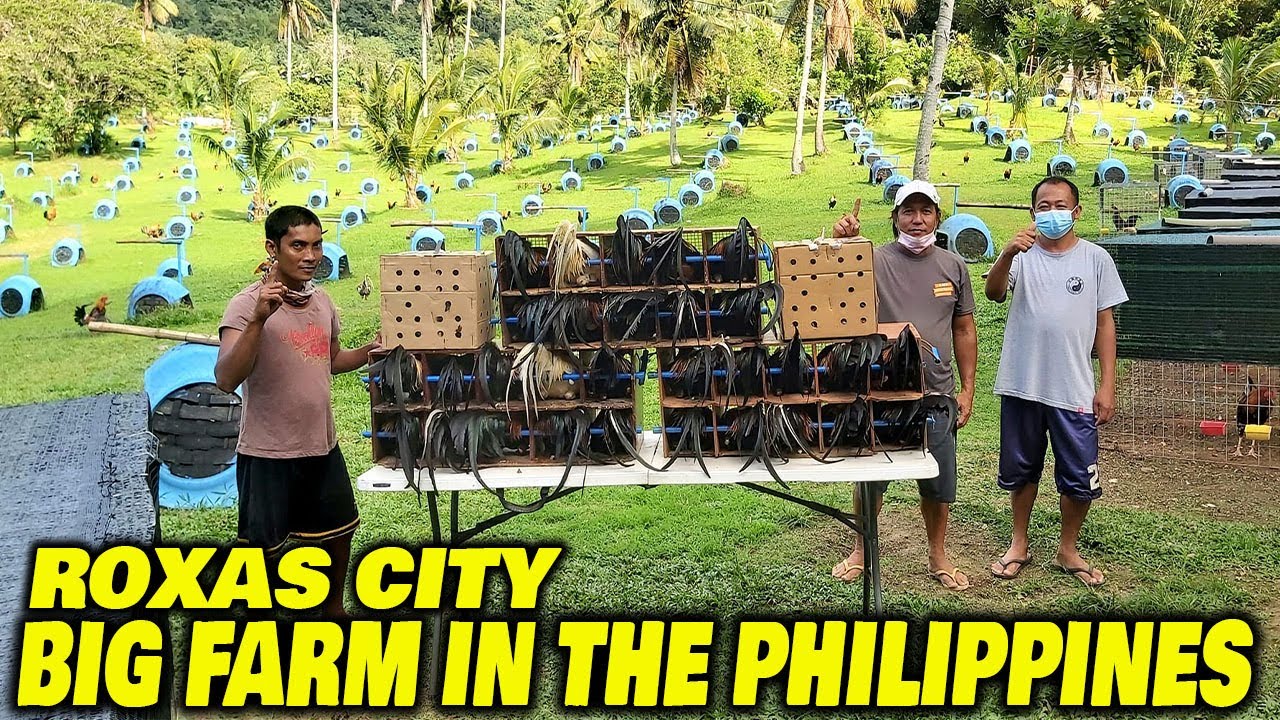 Nice View JDA FARM Big Farm In The Philippines Farm Visit | Jawo ...