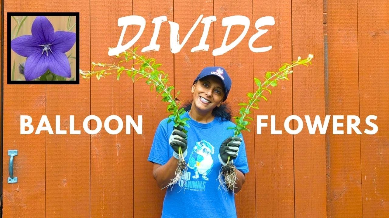 How To Divide Propagate Balloon Flower - YouTube