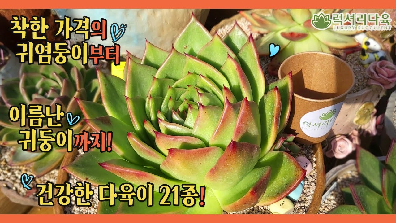 착한 귀염둥이 다육이부터 이름 난 귀둥이 다육이까지 건강한 다육이가 21종 럭셔리다육 안성 Youtube