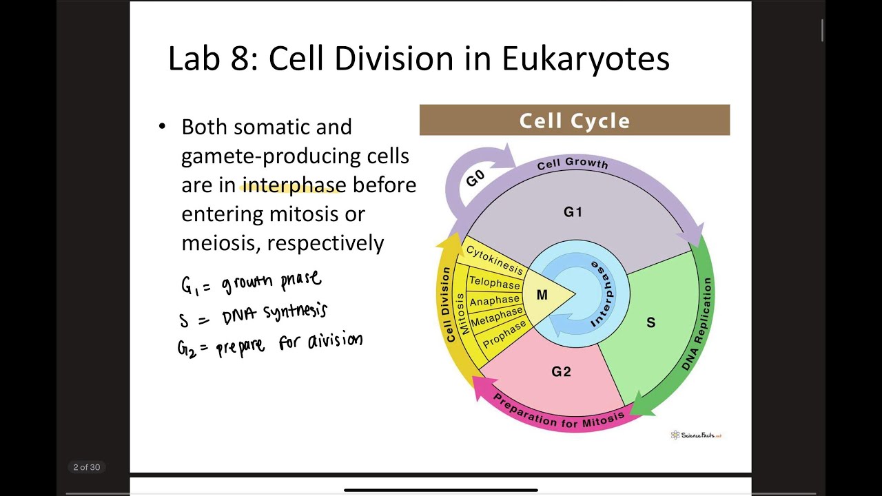Biology Lab Practical Review | Lab 8: Eukaryotic Cell Division ...