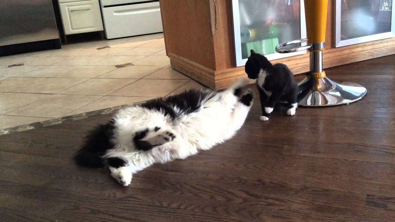 The Oreo Cat: Kitten kisses - YouTube