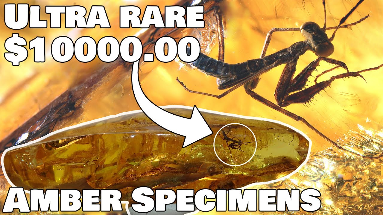 Most wanted amber specimens by the Amber Collectors - YouTube