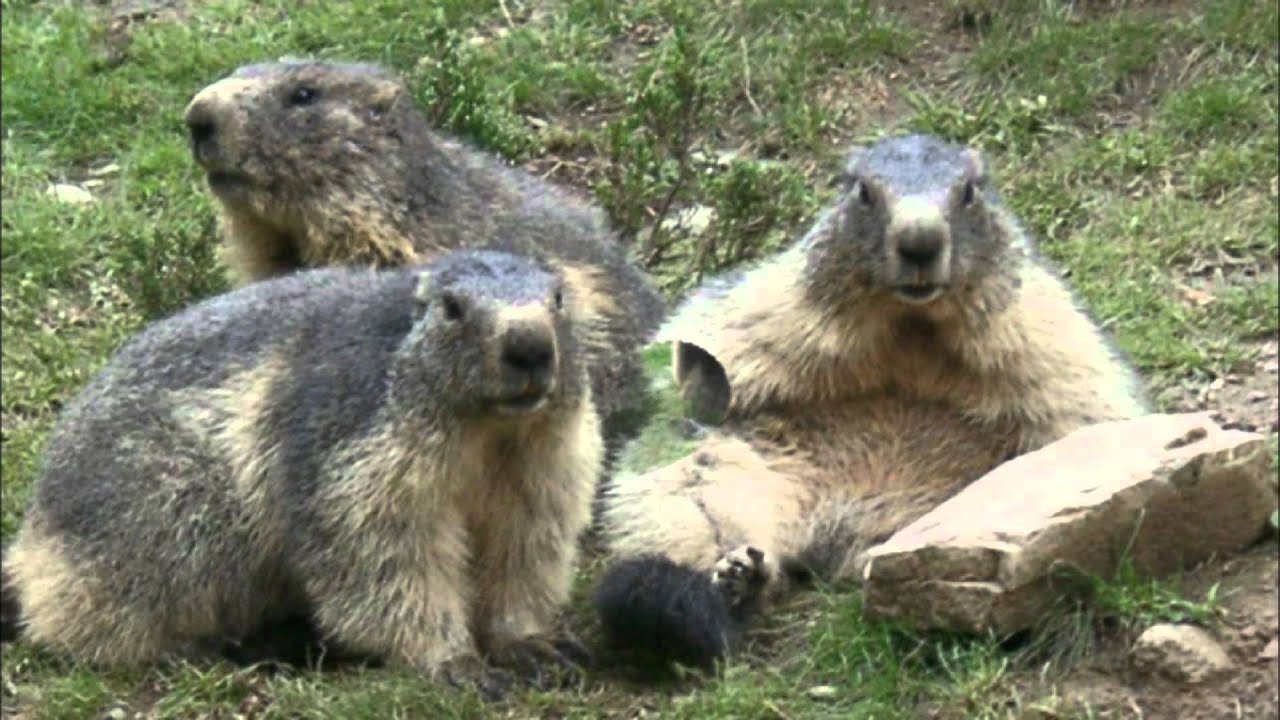 CLIP Photos : Les MARMOTTES en HD - YouTube