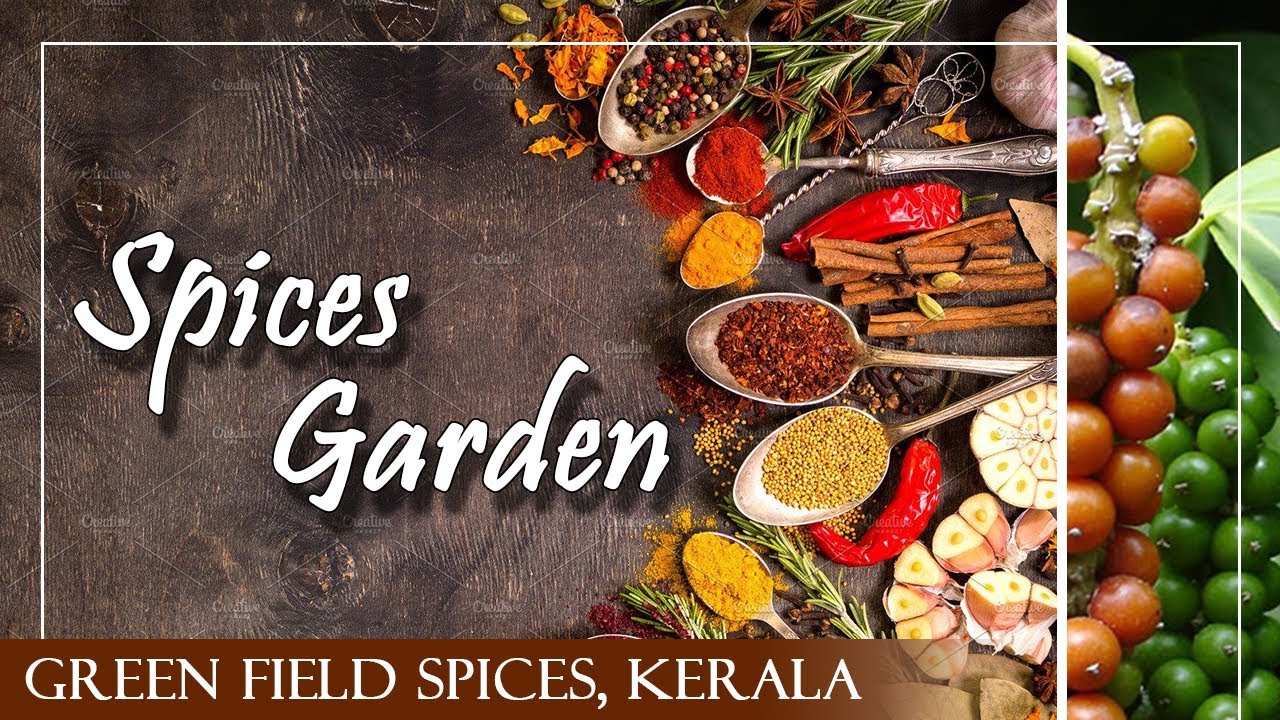 Spices Garden Kerala || Green Field Spices || God's Own Country 🔥🔥 ...