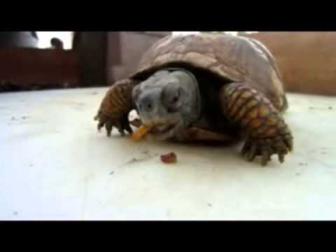 Ornate Box Turtle Eating Worms - YouTube