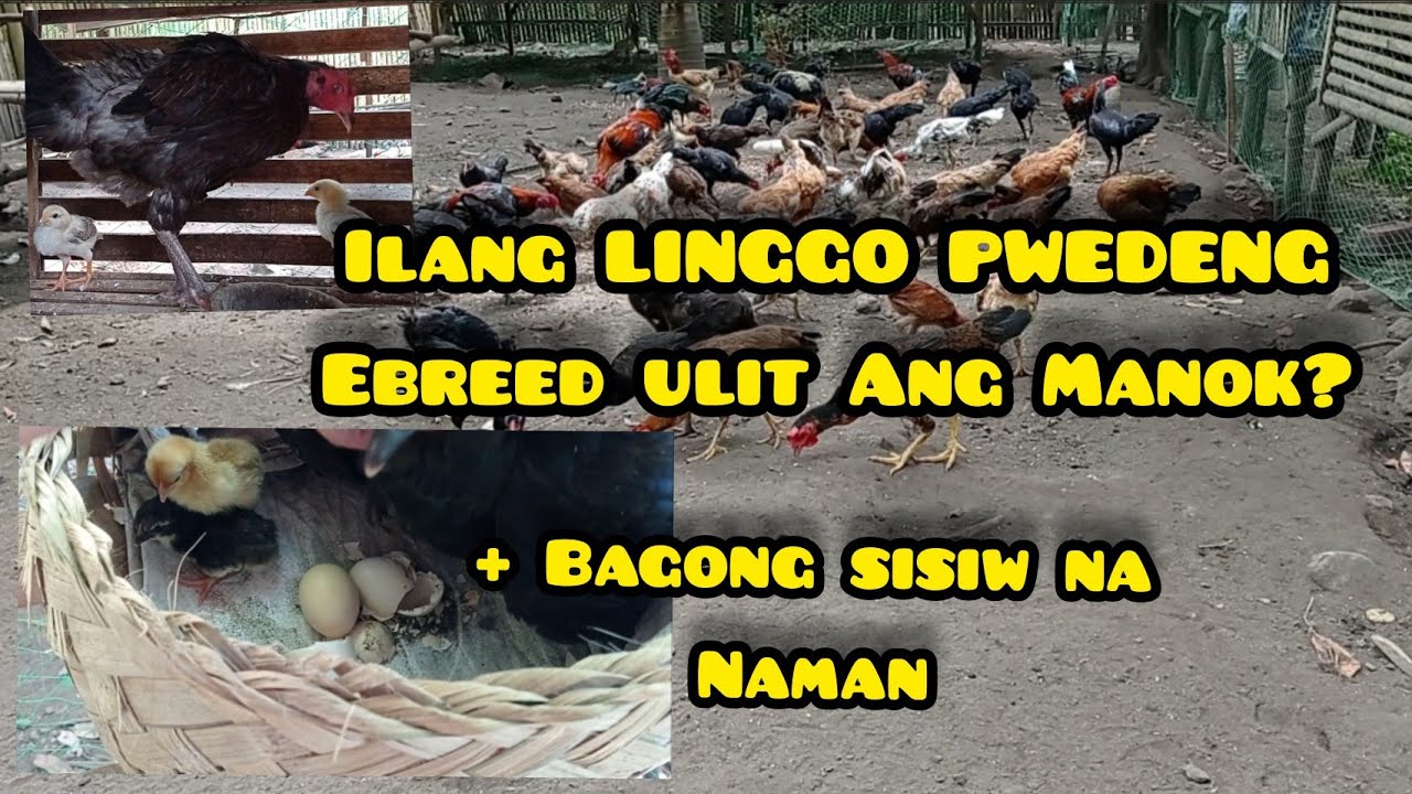 ILANG LINGGO PWEDENG EBREED ULIT ANG MANOK? | ILANG INAHIN ANG DAPAT E ...