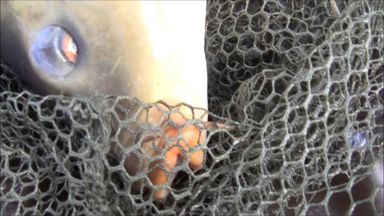 Carp scales - Moments of Carpfishing [HD] - YouTube