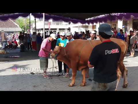 SAPI NGAMUK SAAT MAU DISEMBELIH #SAPI NGAMUK
