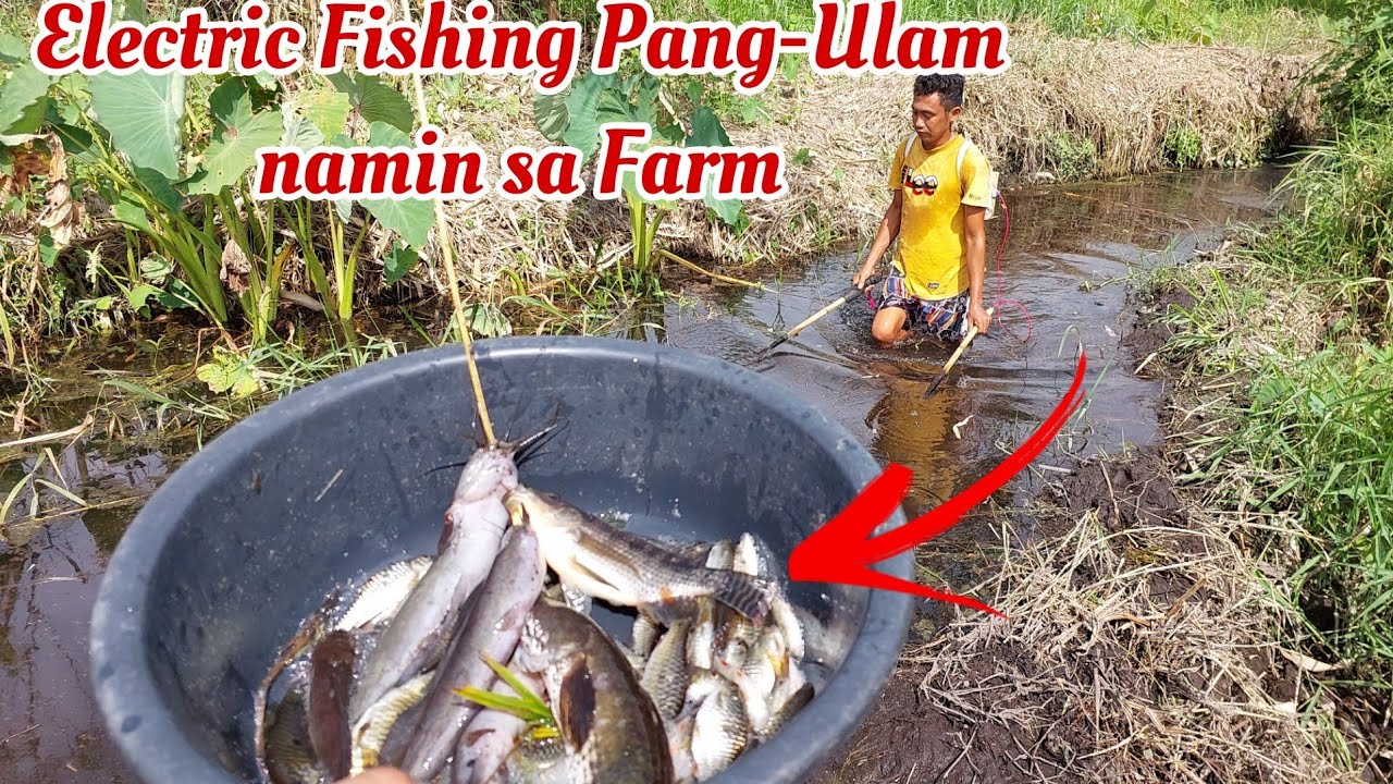 Electric Fishing Pang-Ulam namin ng Planters sa Farm - YouTube
