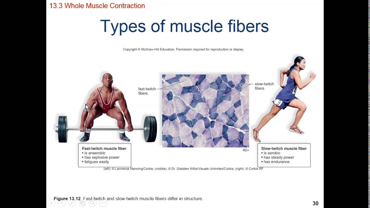 HumanBio Ch 13 Muscle Disorders, Energy, and Homeostasis - YouTube