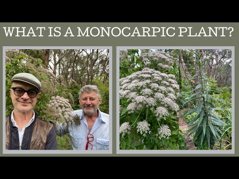 What is a monocarpic plant and why should we be growing them!? - YouTube
