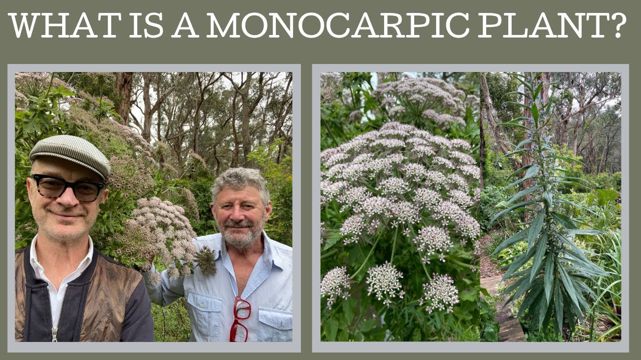 What is a monocarpic plant and why should we be growing them!? - YouTube