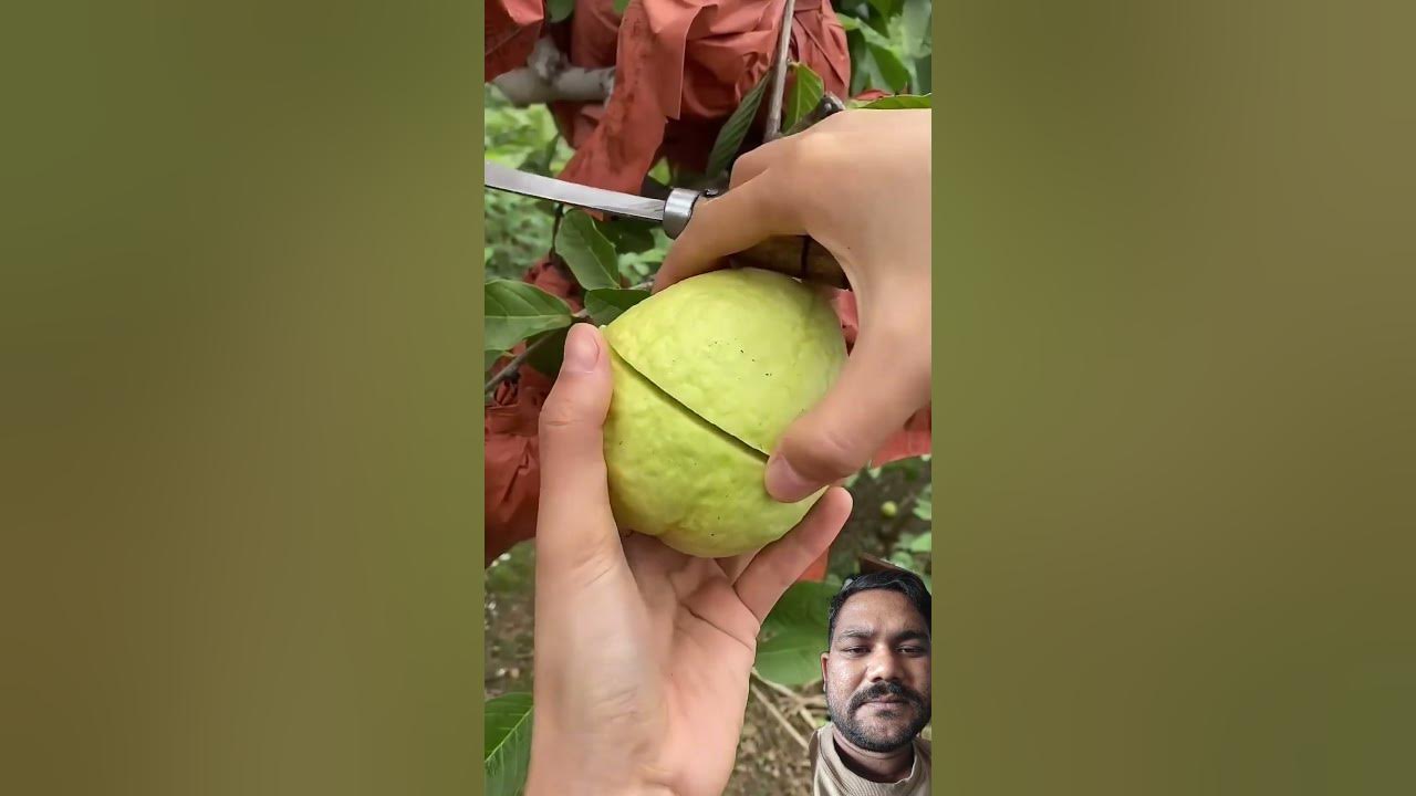 Cutting guava at the farm -Farm Fresh ninja fruit cutting #shorts - YouTube