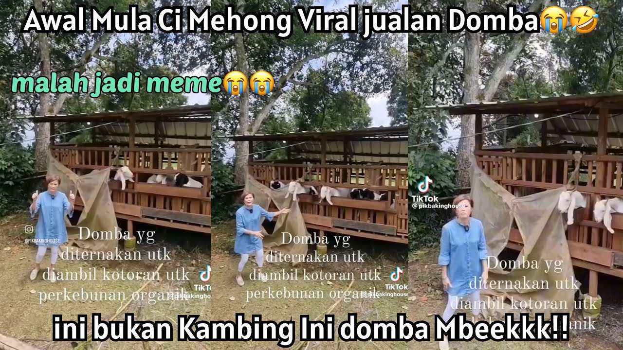 Viral Ci Mehong Jualan Domba Bikin Ngakak | Ini ada yang gak tau gak ...