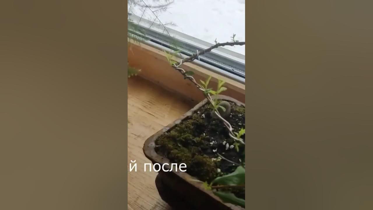 Мой бонсай из граната. Как сформировал видео на канале. - YouTube