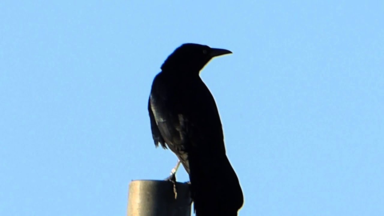 00001 Great-tailed Grackle singing - YouTube