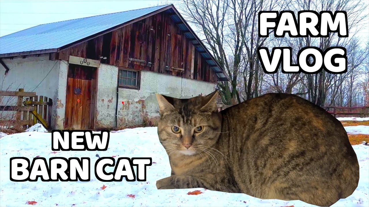 New Barn Cat Joins the Farm - YouTube