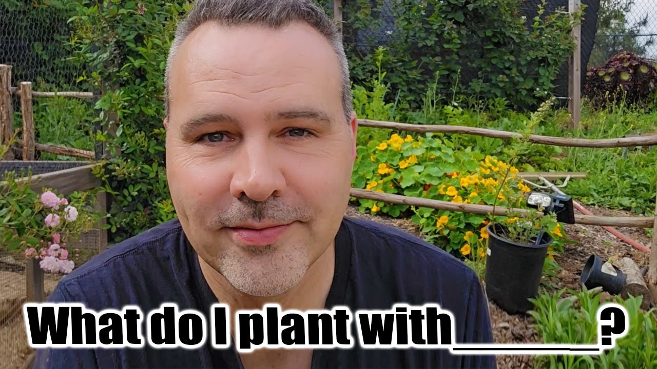 Companion Planting the Vegetable Garden & Tomato Challenge Update - YouTube