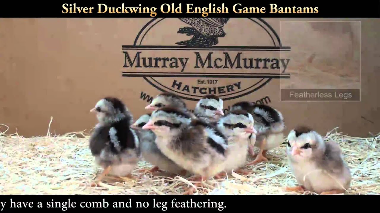 Silver Duckwing Old English Game Bantam Chicks - YouTube