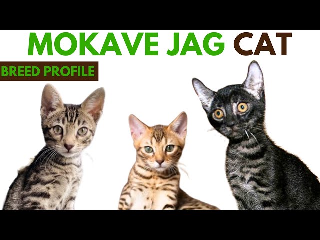 Mokave Cat