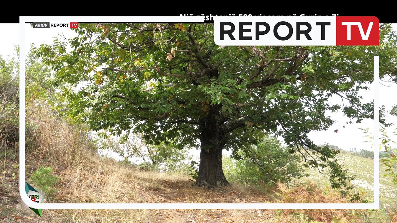 Veri Jug - Një gështenjë 500 vjeçare në Gurin e Zi (12.11.2023) - YouTube