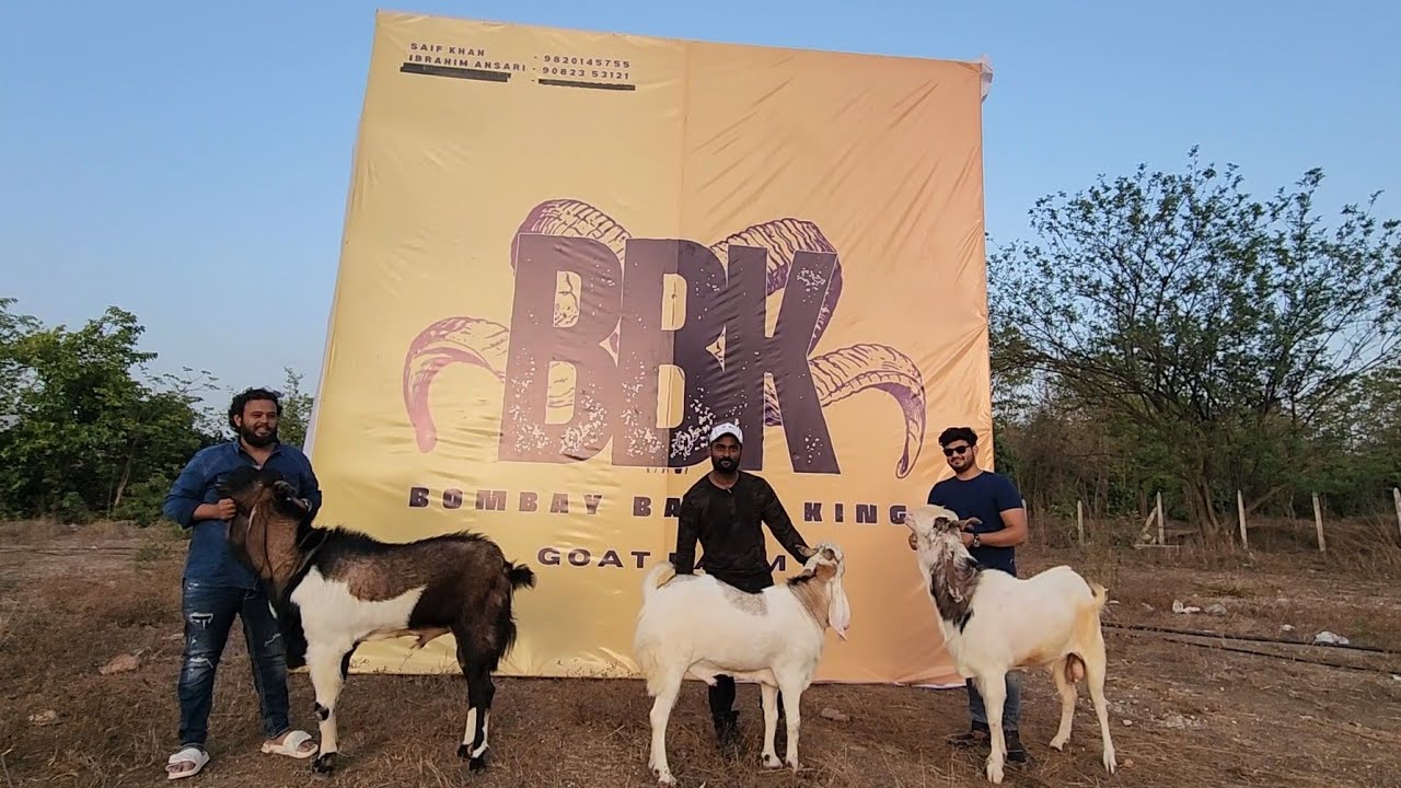 BBK | Bombay Bakra King | Shandaar Saukh | Biggest Kota Collection ...