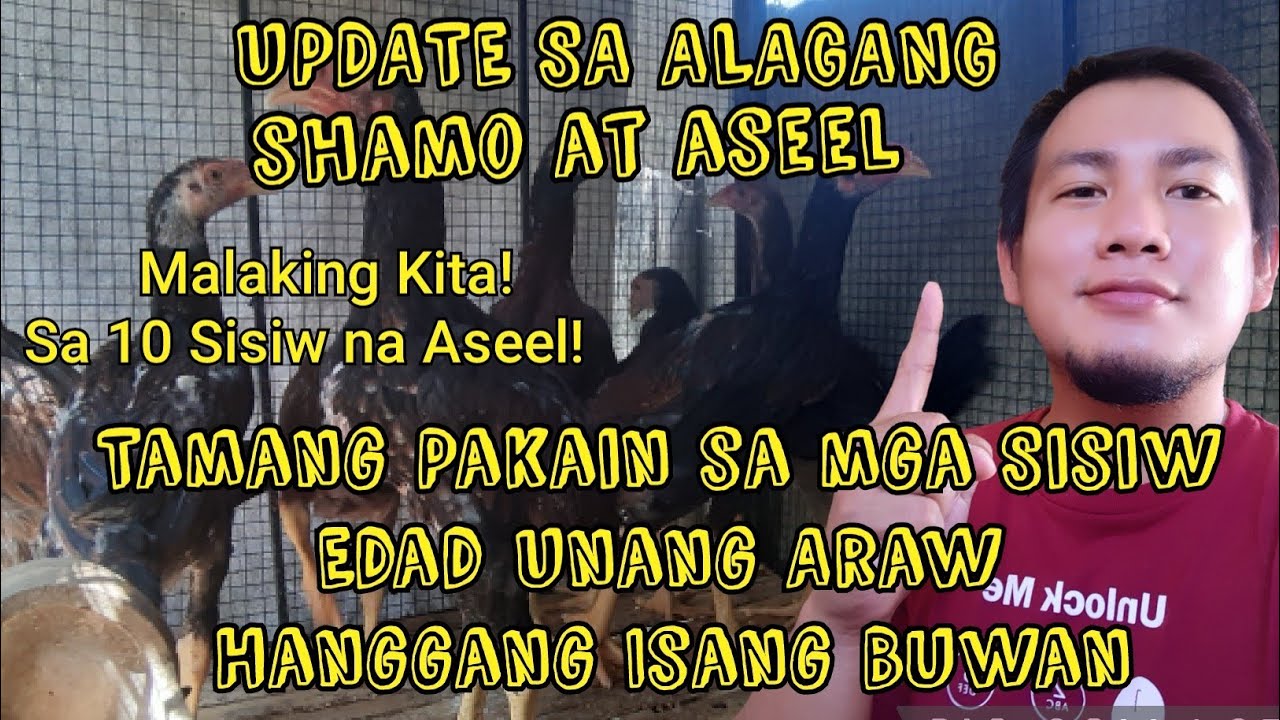 TAMANG PAKAIN SA MGA SISIW | KITA SA PAG AALAGA NG ASEEL NA SISIW | DADDY MIKE VLOGS - YouTube