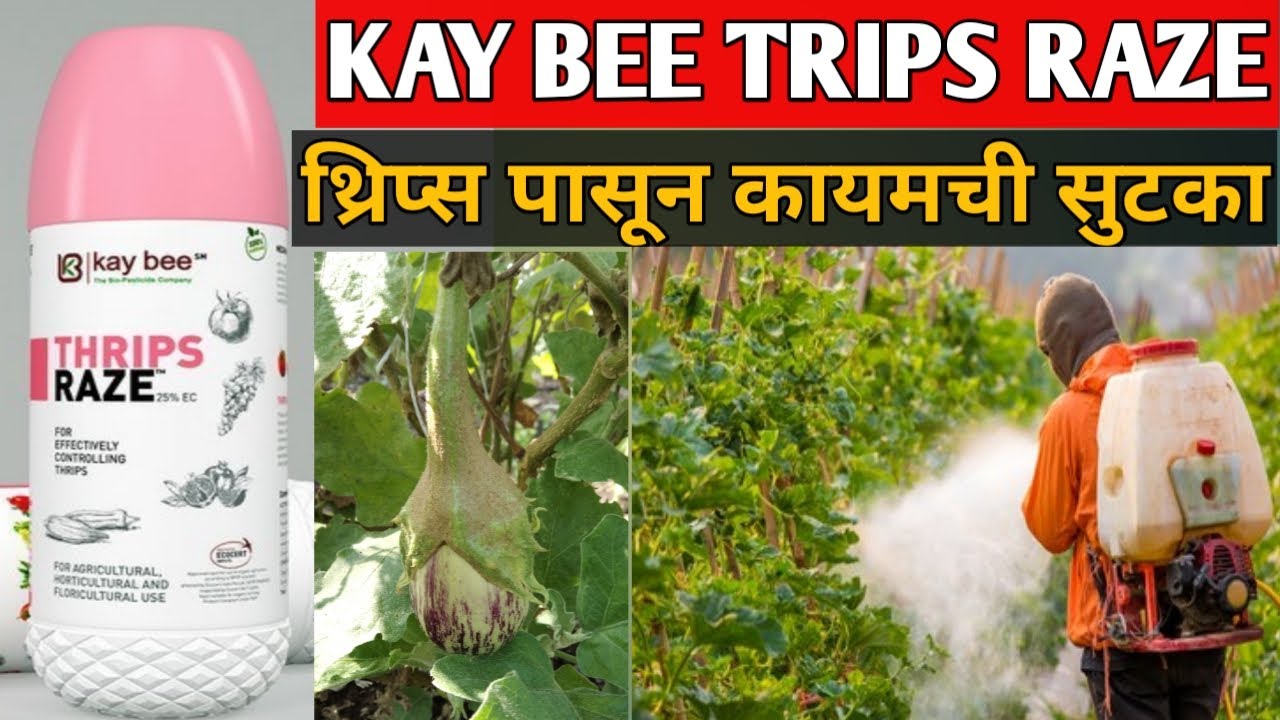 kay bee bio organic|KAY BEE TRIPS RAZE | KAY BEE थ्रिप्स रेझ - YouTube
