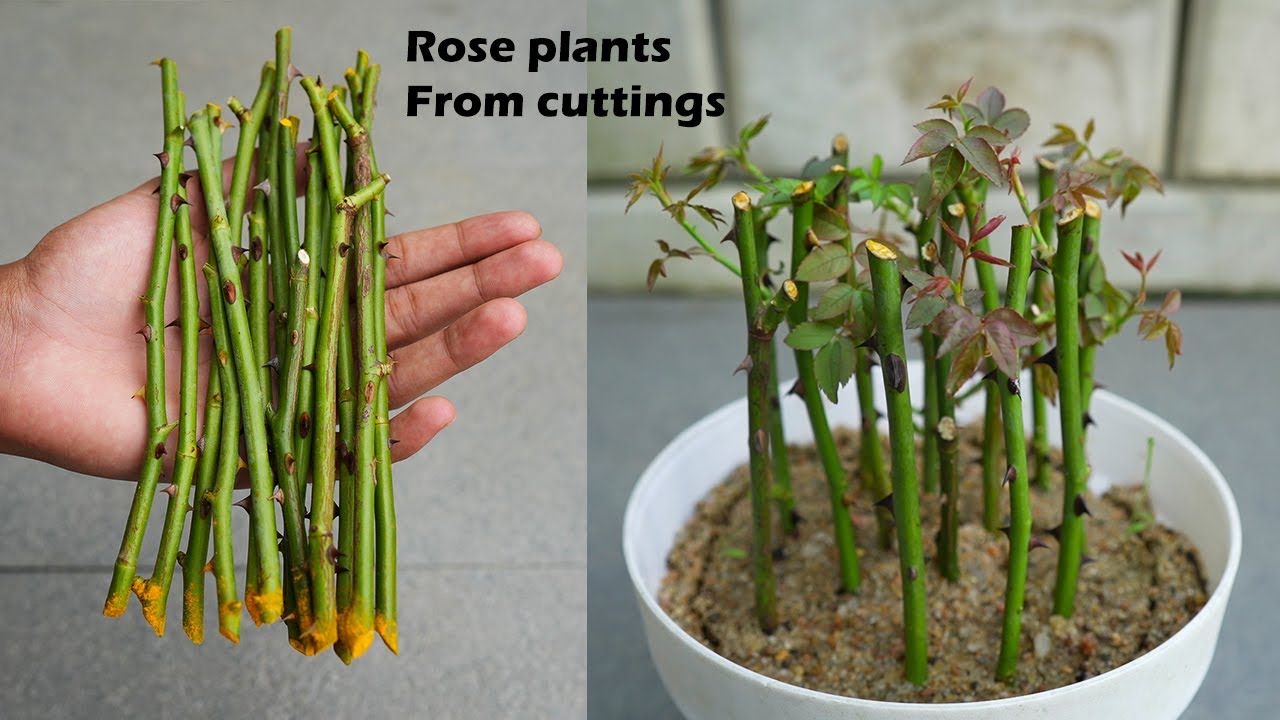 Grow Rose Plants From Cuttings Using Turmeric Powder🌹🌹 - YouTube
