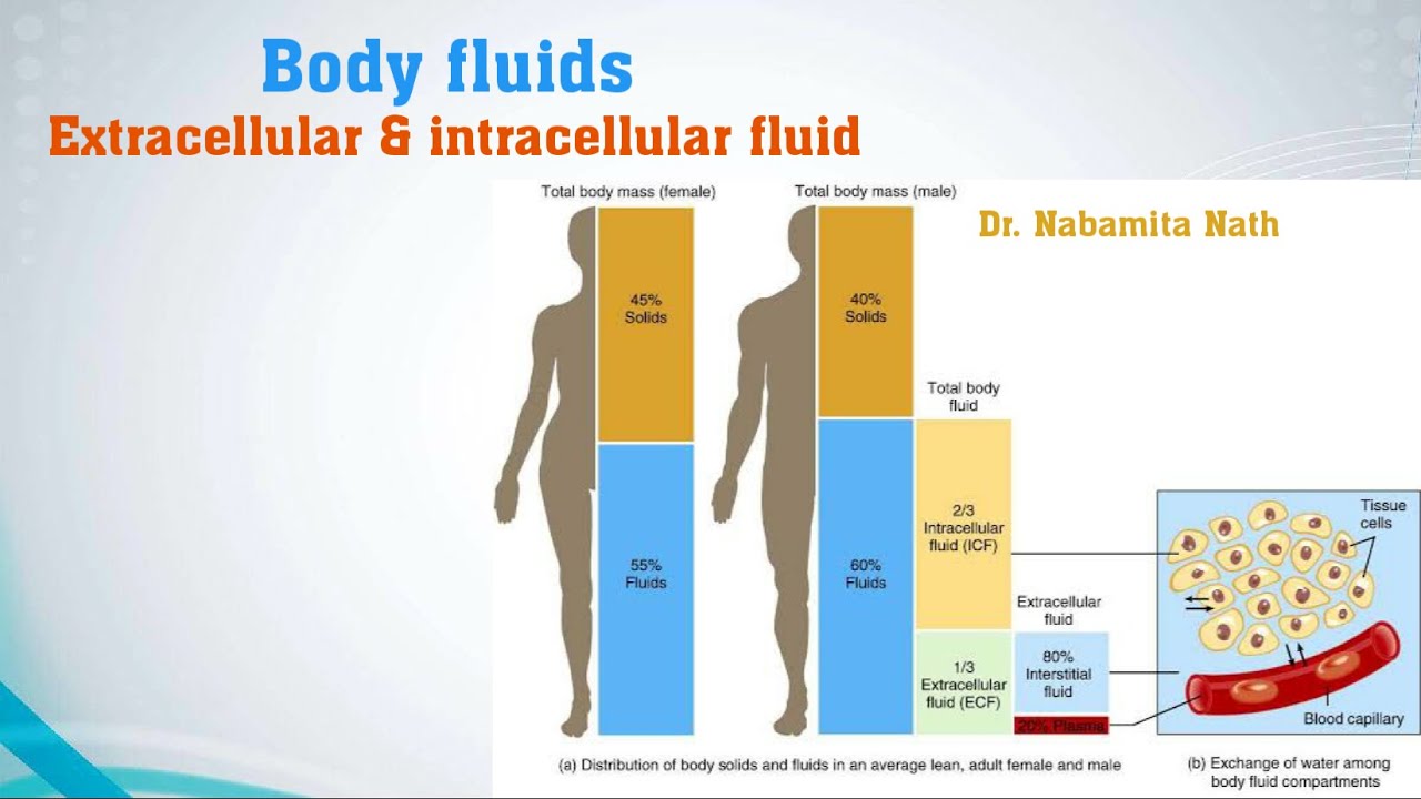 Body fluids_extracellullar, intracellular_tissue fluid_edema/discussion ...