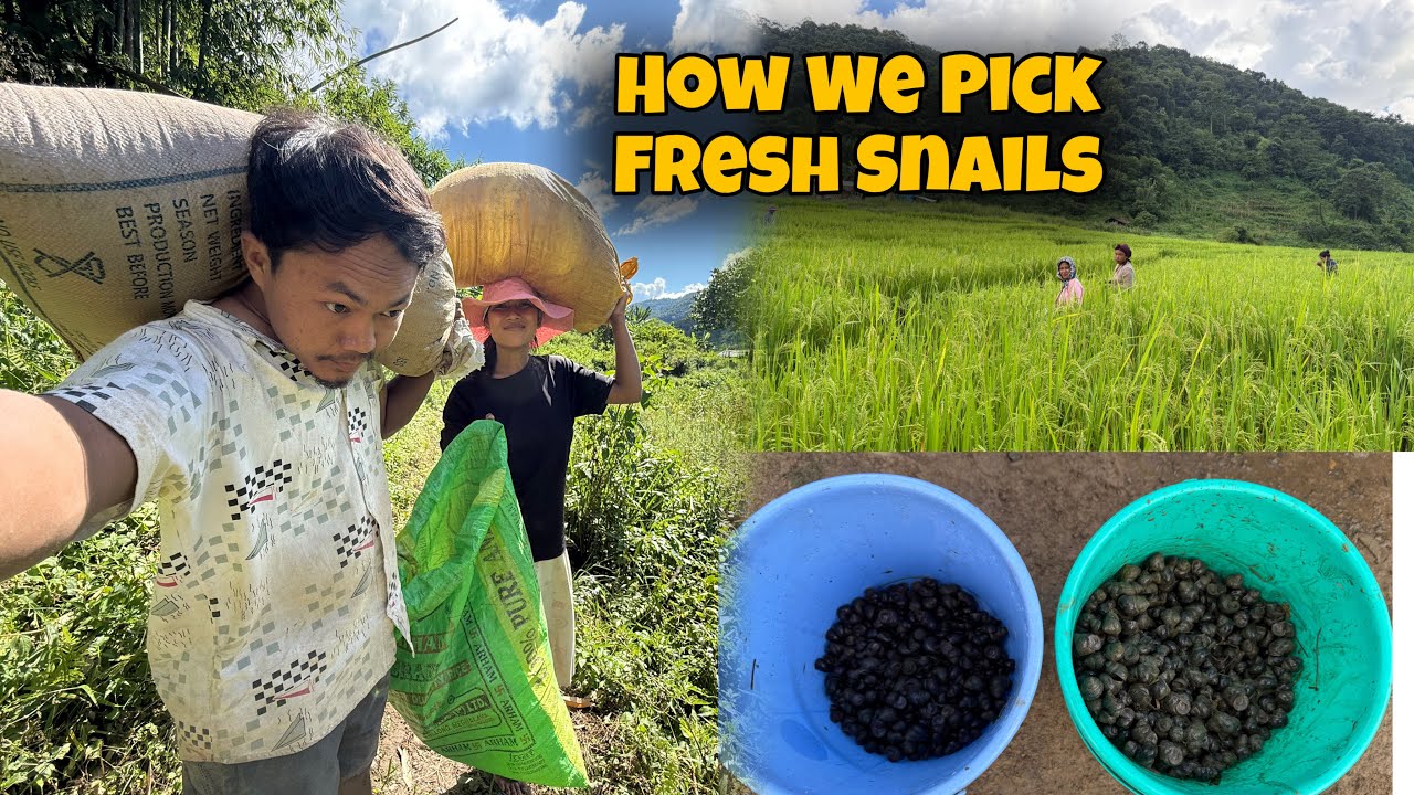 Picking Fresh Snails From Paddy Field || Village Life - YouTube