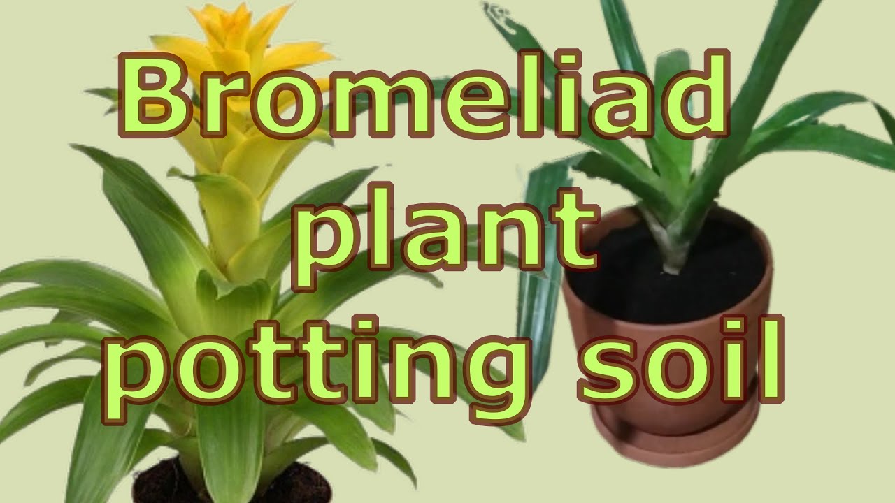 How to care for guzmania bromeliad plants. How to Repot Bromeliads ...