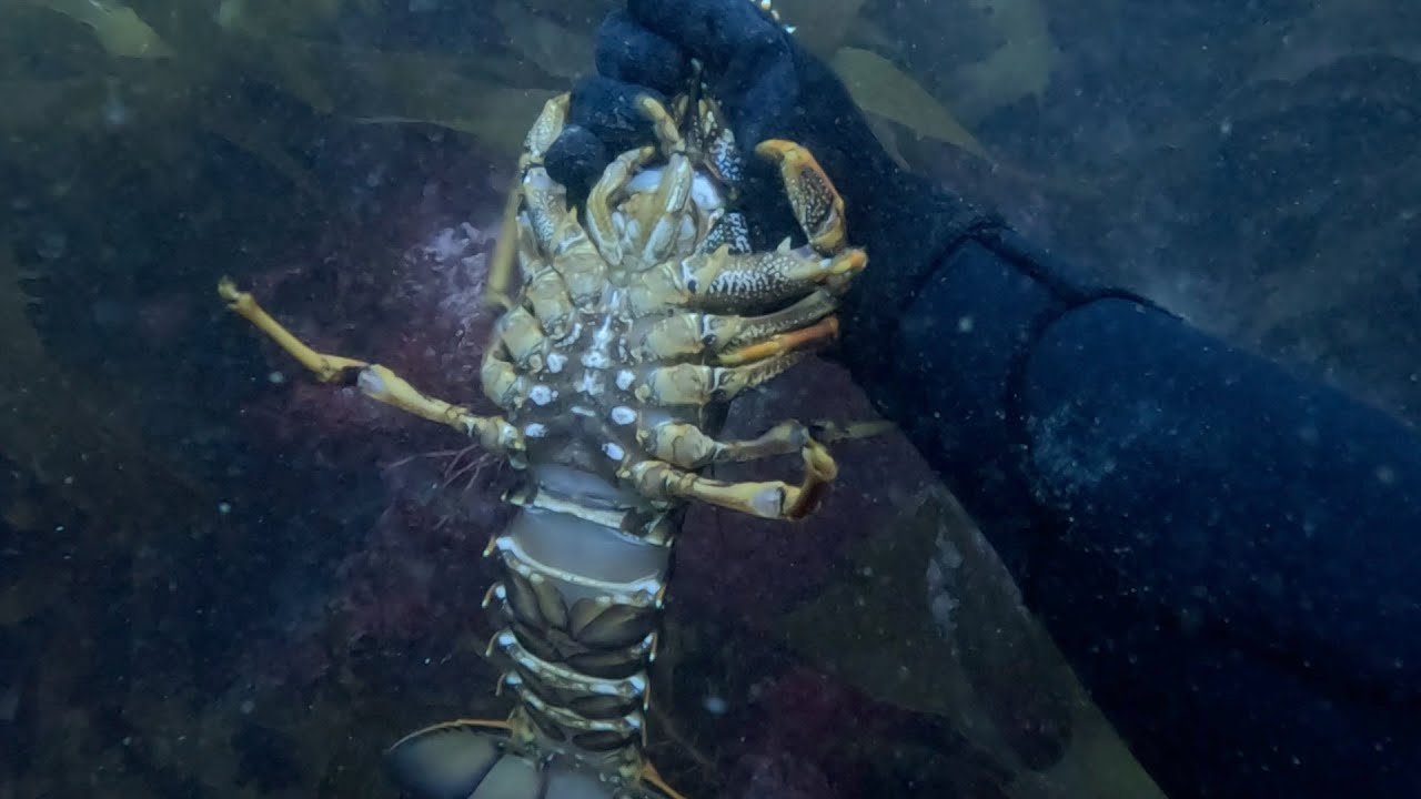 Torquay Diving - New Reef, Crayfish Diving - YouTube