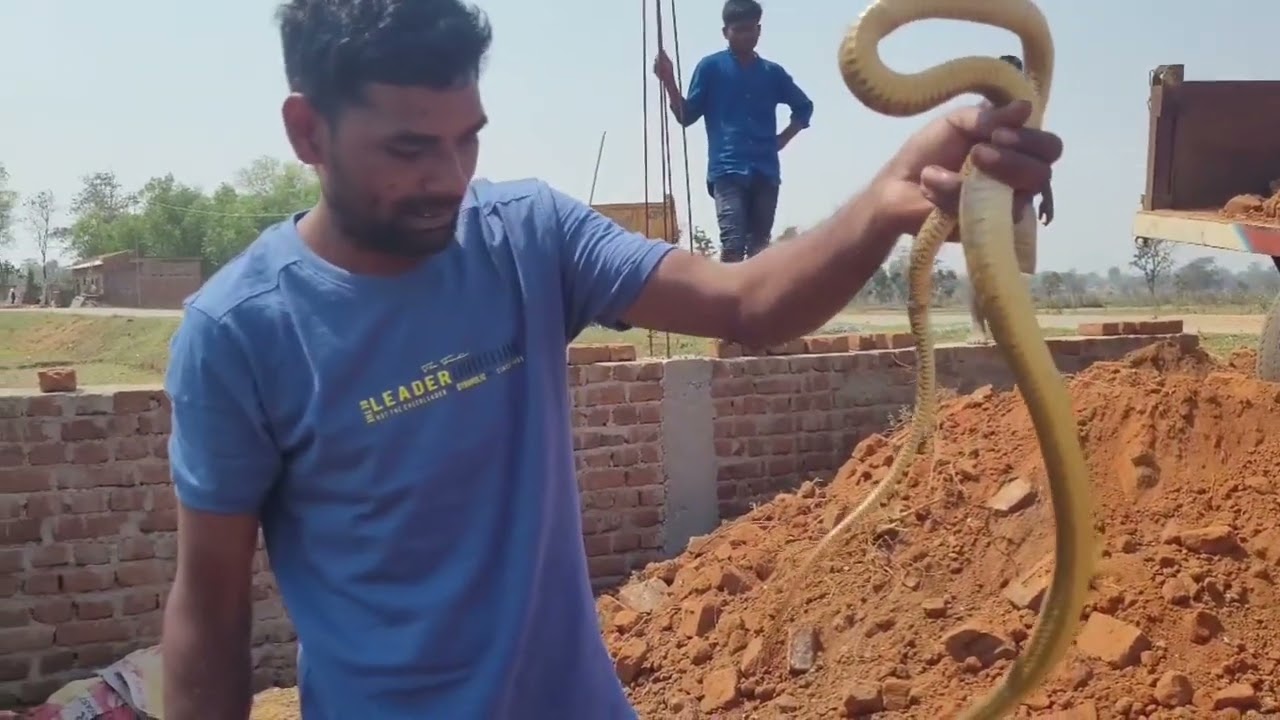 Indian red snake (snake Rescue video) west Bengal snake saver - YouTube