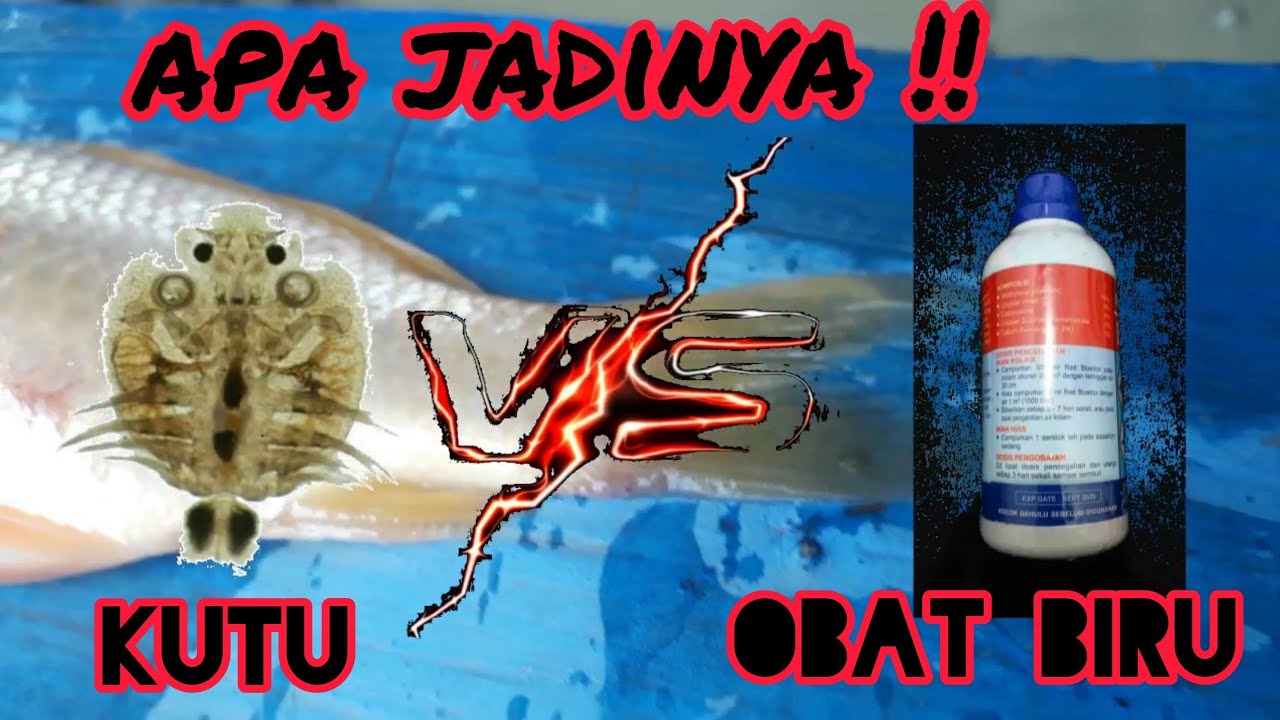 Kutu Ikan Di Teteskan Obat Biru (vidio eksperimen) - YouTube