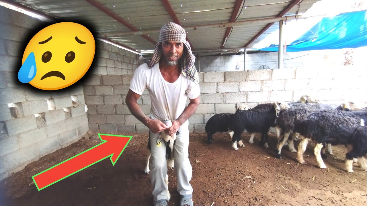 Hamare Goat Farm main bimari Aa Gai 😥|Animal Treatment | Animal rescue ...
