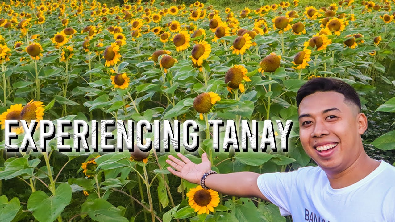 Tanay Sunflower Farm Tour 2021 - YouTube