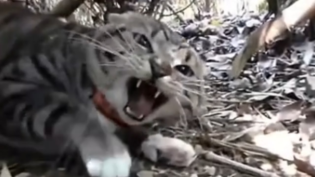 Maxwell The Cat being an absolute MENACE for 6 Minutes - YouTube