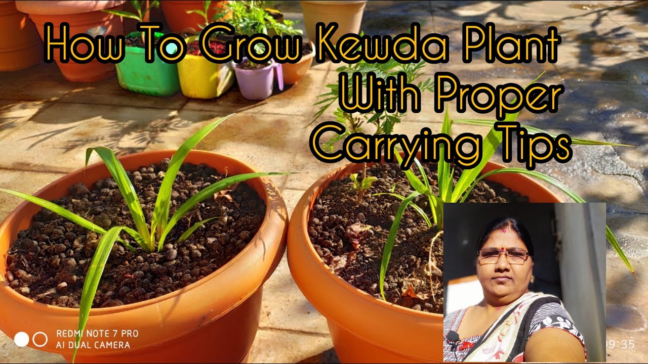 Simply How To Grow Kewda Plant At Your Home / Kewda Plant Ke Fayede Our ...