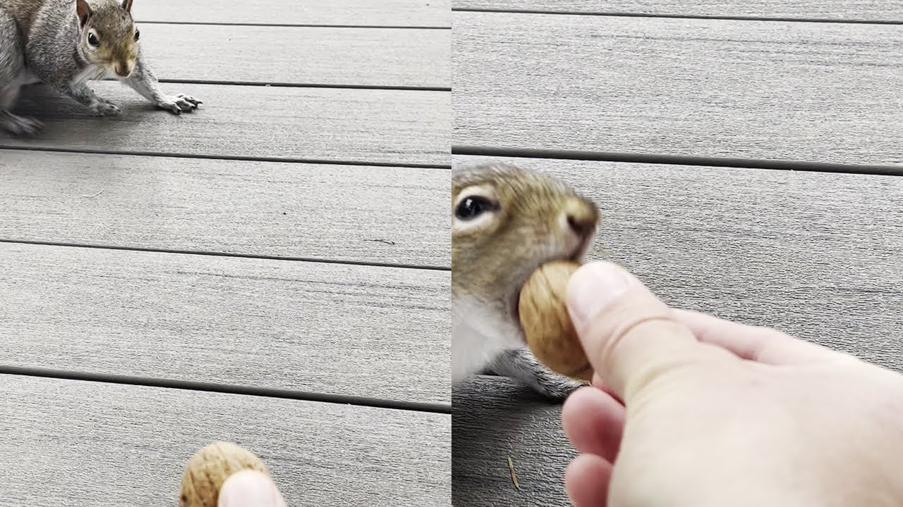 Gary the Gray Squirrel - An Epic Story of Friendship & Forgiveness ...