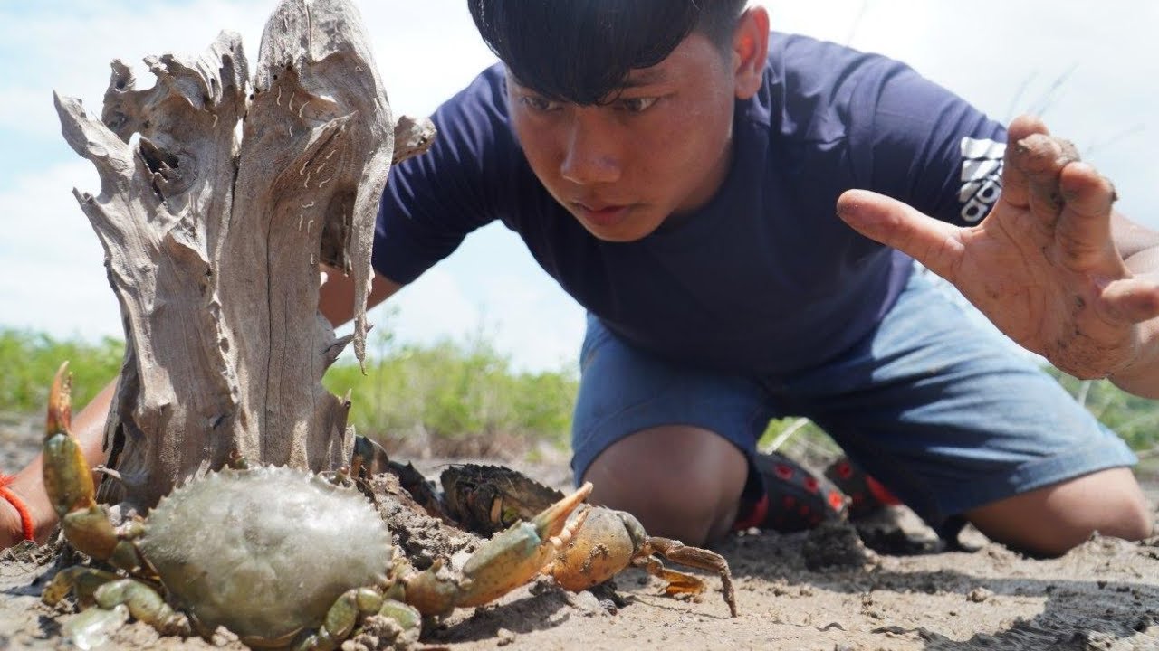 Catching Mud Crab Under mangroves forest In Morning When Tide water ...