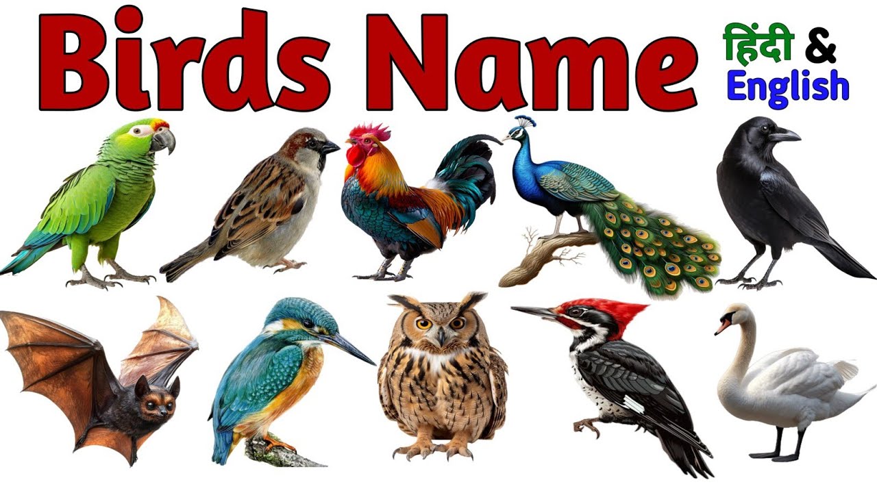 Bird name in Hindi | Birds Name in english for kids🐦🦉🦚🦩 | पक्षियों के ...