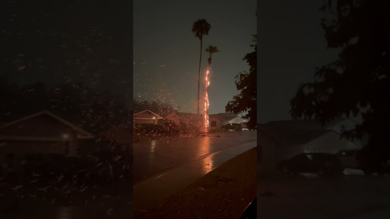 Palm Tree Catches Fire After Lightning Strikes During Monsoon ...